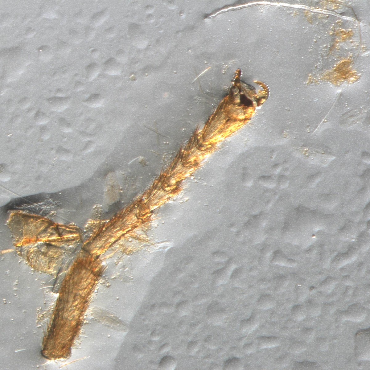 Neuroptera (Hemerobiidae and Chrysopidae)
