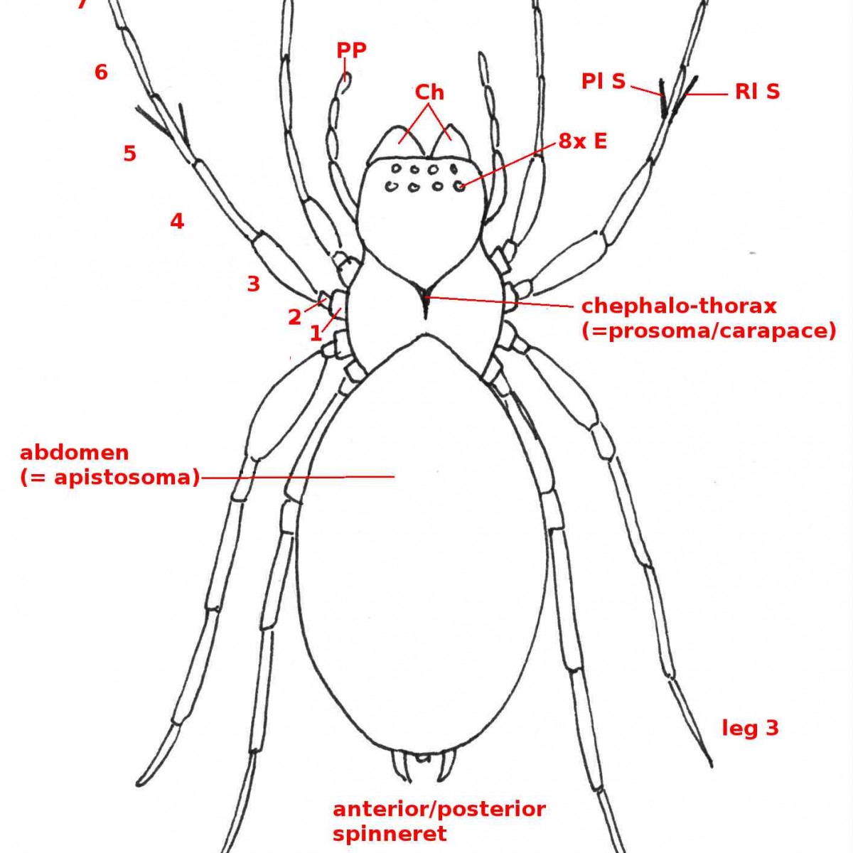 Arachnida